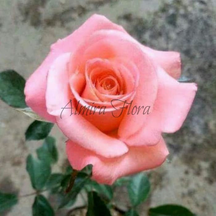 Jual Mawar peach | Shopee Indonesia