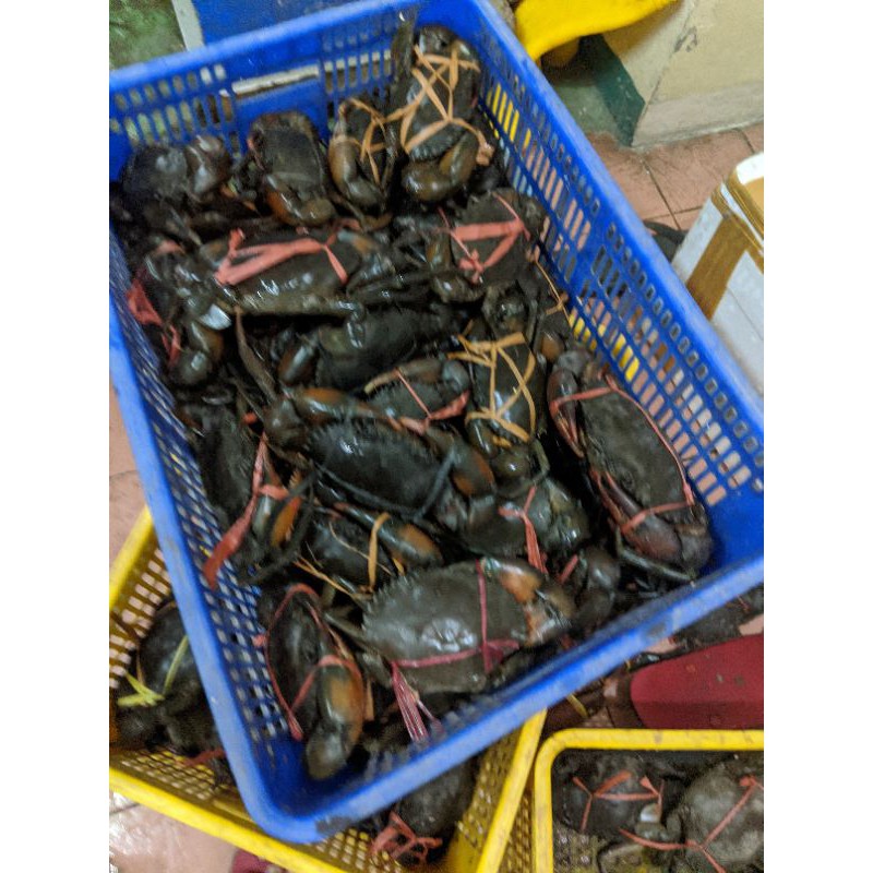 Jual Kepiting Mati Baru/Frozen All Size 1kg | Shopee Indonesia
