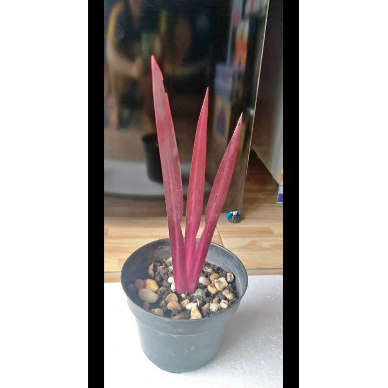 Jual jerangau merah | Shopee Indonesia