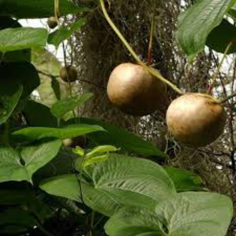 Jual Kentang Udara / Kentang Gantung / Gembolo / Air potato / Kentang ...
