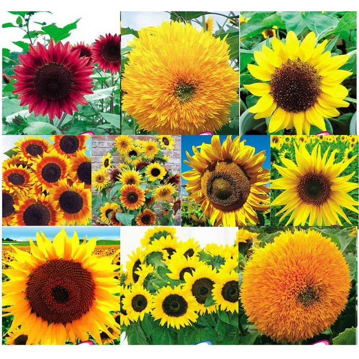 Jual biji bunga matahari mix isi 20 biji -RSB1990 | Shopee Indonesia Jual biji bunga matahari mix isi 20 biji -RSB1990 | Shopee Indonesia
