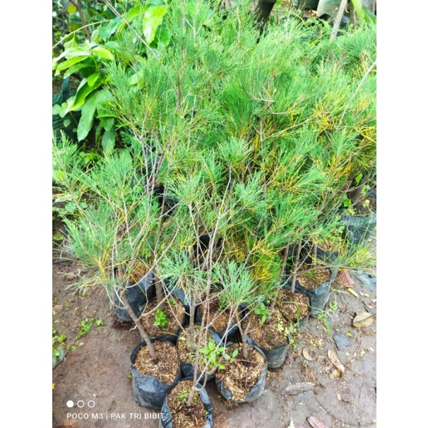 Jual Bibit cemara udang-bahan bonsai | Shopee Indonesia
