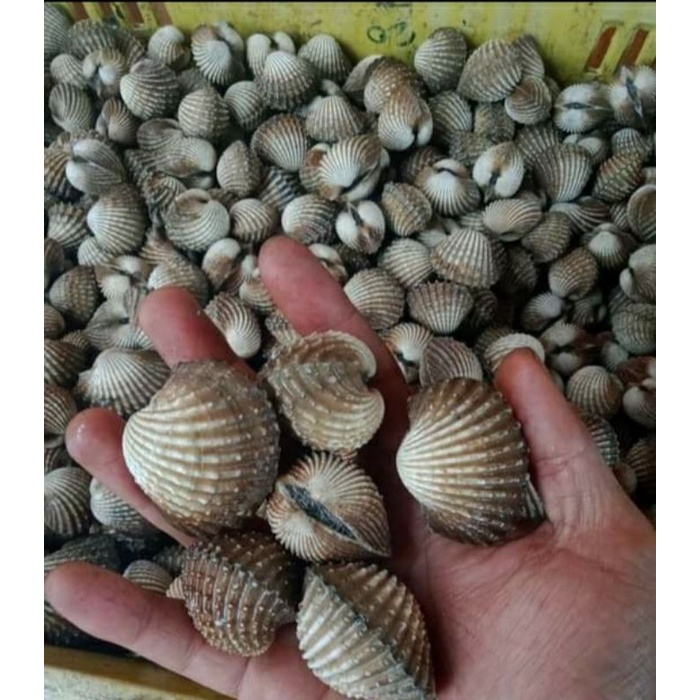 Jual KERANG DARA SEGAR 1KG | Shopee Indonesia