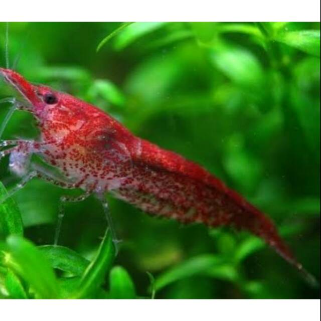 Jual udang hias Red cherry shrimp | Shopee Indonesia