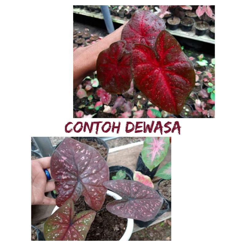 Jual Paket Keladi Hybrid Red Devil dan Dark Coco Caladium | Shopee ...