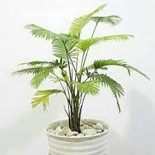 Jual tanaman hias palem paris | Shopee Indonesia