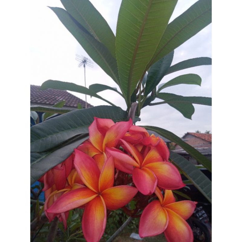 Jual Kamboja Bali Merah | Shopee Indonesia