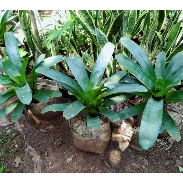 Jual Tanaman bromelia Giant- bromelia jumbo | tanaman outdoor | Shopee ...