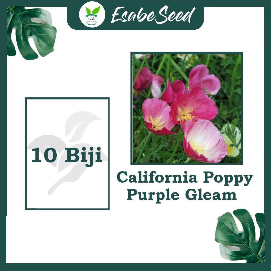 Jual Aneka Benih Biji Bibit Bunga Tanaman Bunga Hias Matahari Mawar ...