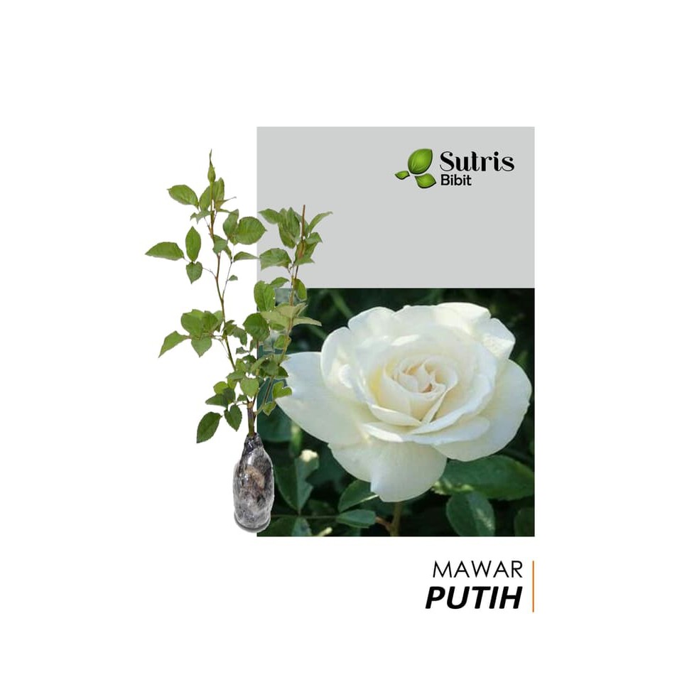 Jual Bibit Tanaman Hias Bunga Mawar Putih | Shopee Indonesia