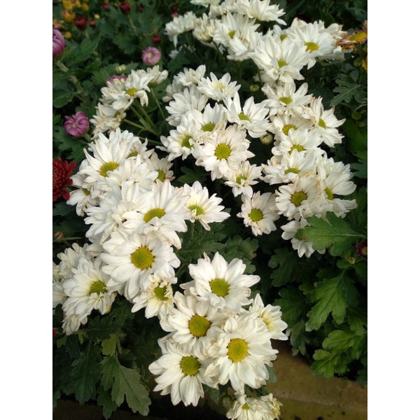Jual Bunga Krisan seruni 1pot isi -+15 batang pohon | Shopee Indonesia