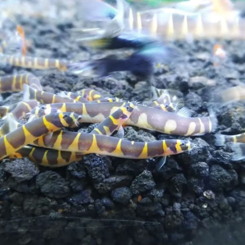 Jual Ikan Kuhli loach | Shopee Indonesia