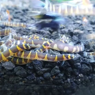 Jual ikan loach Harga Terbaik & Termurah Mei 2024 | Shopee Indonesia