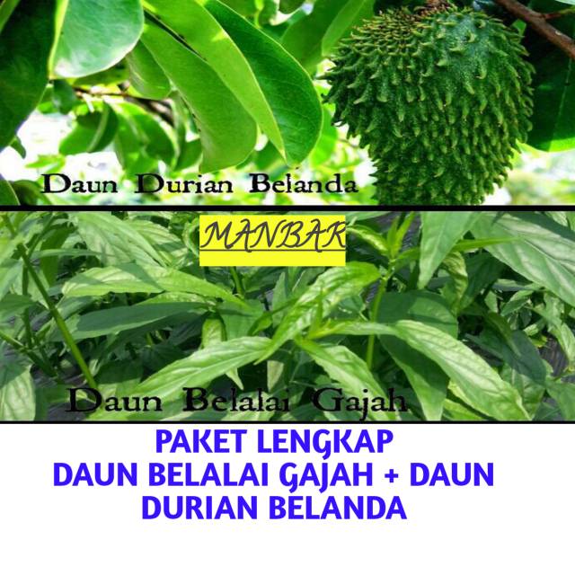 Jual MANBAR- paket lengkap Daun belalai gajah 500 grm dan daun nangka ...