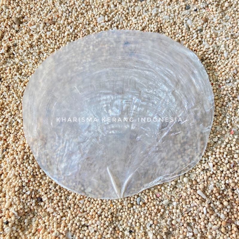 Jual Capiz Shell Origin Large (Windowpane Oyster) Pearl Type by ...