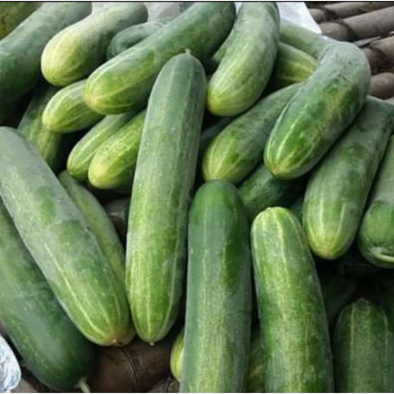 Jual TIMUN ORGANIK / TIMUN SAYUR (1Kg) | Shopee Indonesia