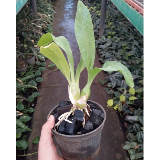 Jual Anggrek Remaja Gramathopylum scriptum(anggrek macan) | Shopee ...