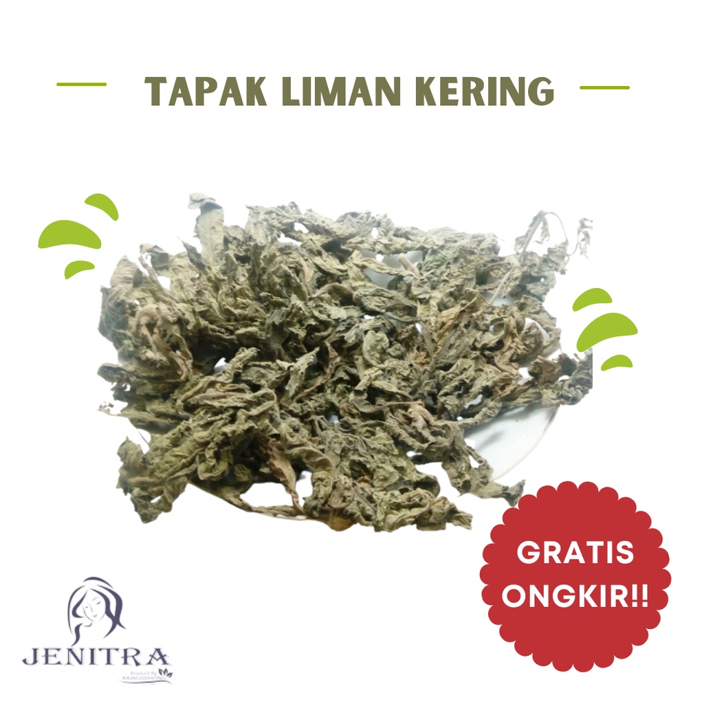 Jual Daun Tapak Liman Kering 500 gram (Bisa COD Bayar di Tempat ...