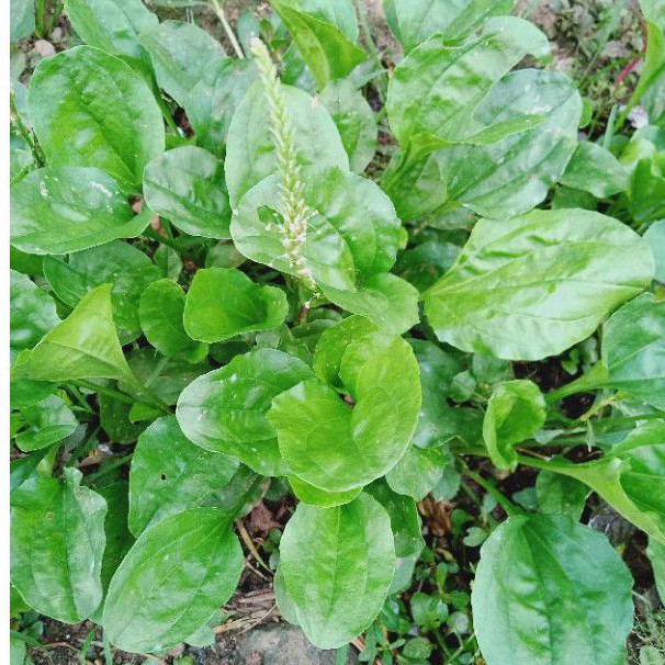 Jual Daun Sendok atau Kiurat 500 g | Shopee Indonesia