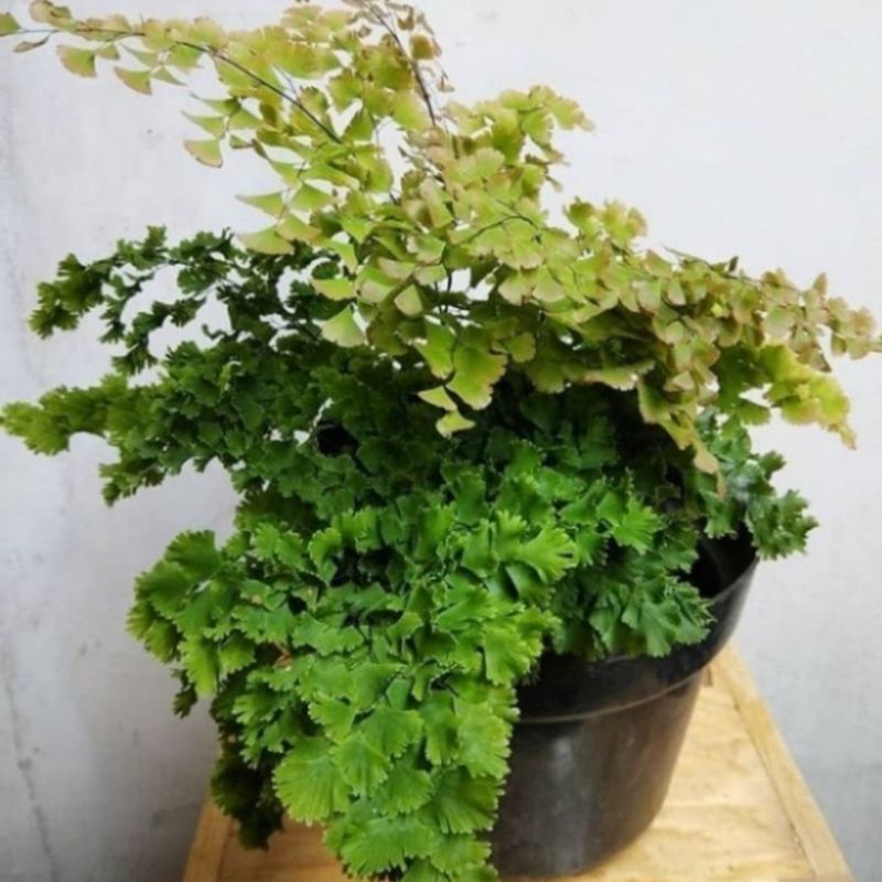 Jual Tanaman paku suplir madenhair | Shopee Indonesia