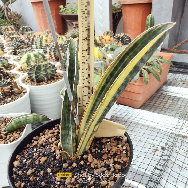 Jual Sanseviera varigated mix bonggol atau stekan murah | Shopee Indonesia