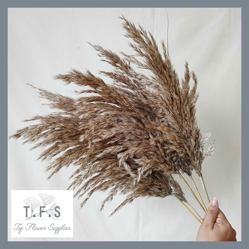 Jual Dried Flower Mini Ravenna Pampas Bunga Pampas Kering Asli Import ...