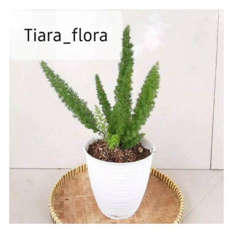 Jual Tanaman Hias Indoor Cemara Ekor Tupai - tanaman hias hidup - bunga ...