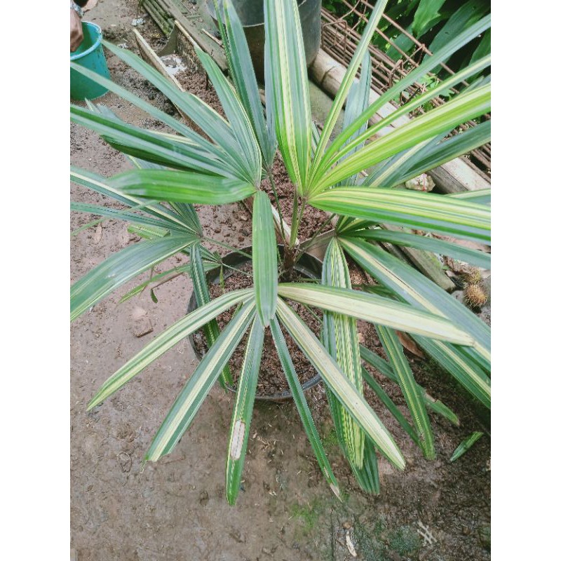 Jual tanaman hias palem regu varigata | Shopee Indonesia