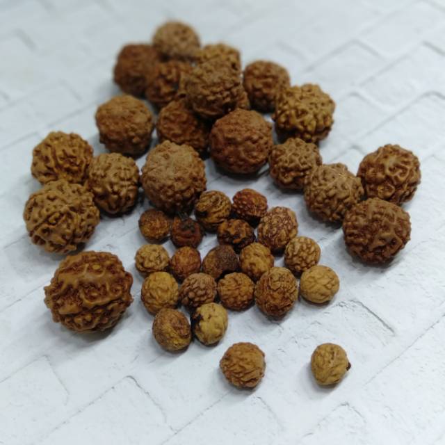 Jual 20pcs biji Genitri Bunga kering dried Flower biji-bijian bahan ...