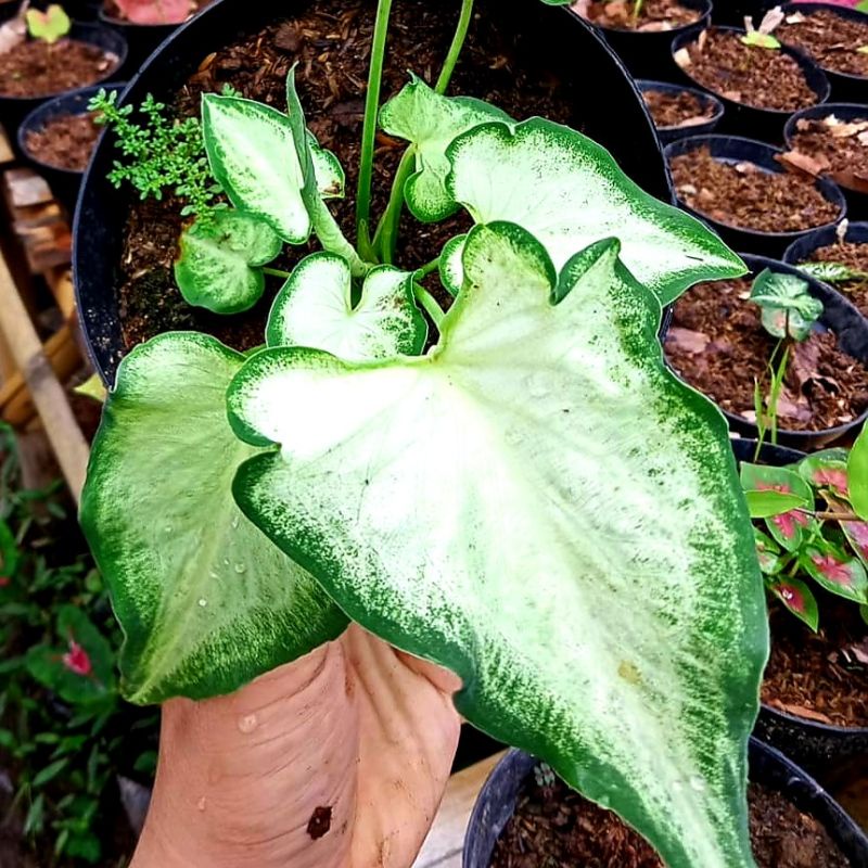 Jual Caladium White Knaight/ bunga keladi / tanaman hias keladi murah / tanaman keladi hidup ...