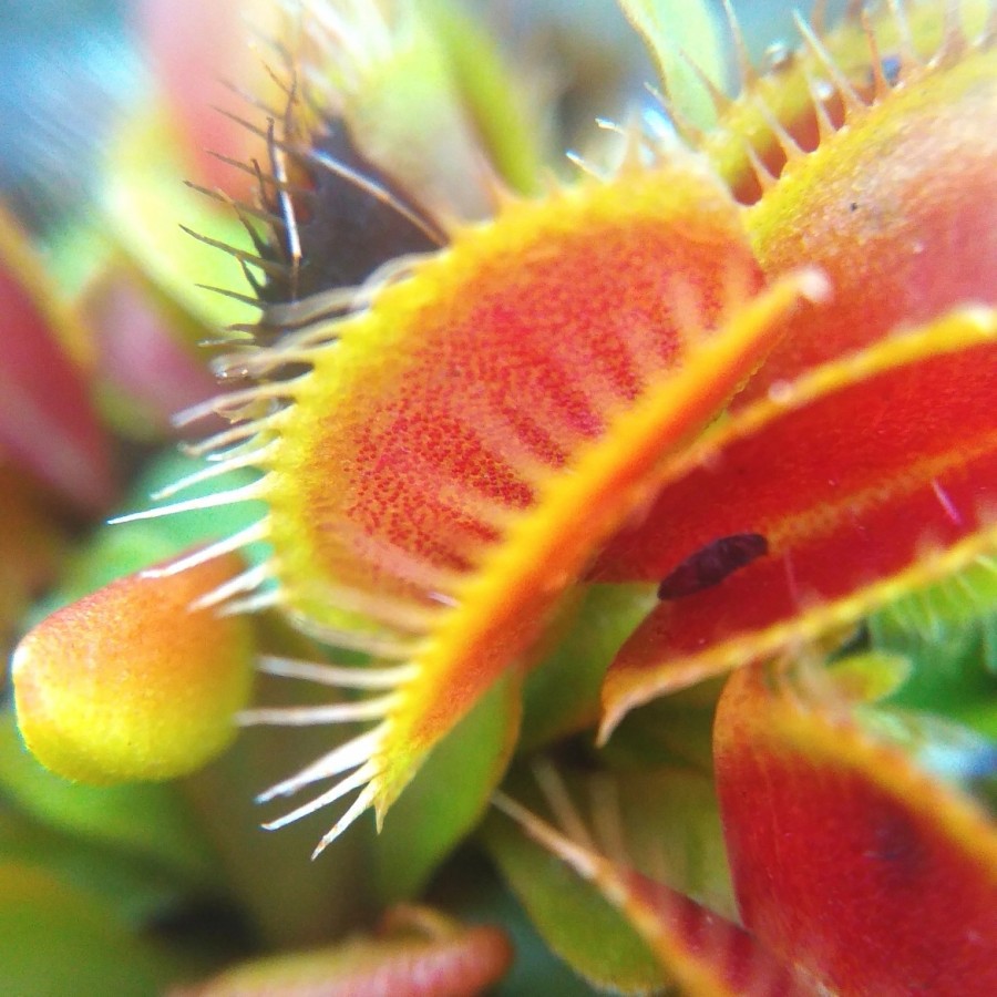 Jual Tanaman Hias Venus Flytrap (Pilih Varian) | Shopee Indonesia