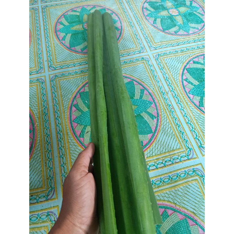 Jual pandan duri segar panjang 60 cm berat 1 kg | Shopee Indonesia