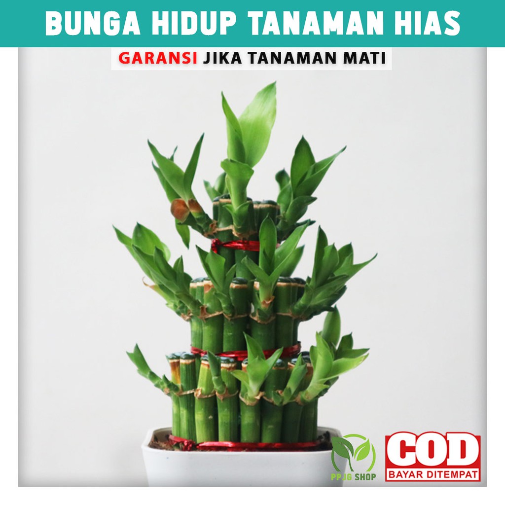 Jual Tanaman Hias Bambu Hoki Sri Rejeki Bunga Hidup Hiasan Taman Indoor ...