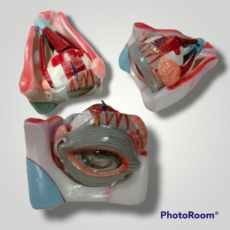 Jual Torso mata Alat peraga pendidikan model torso mata | Shopee Indonesia