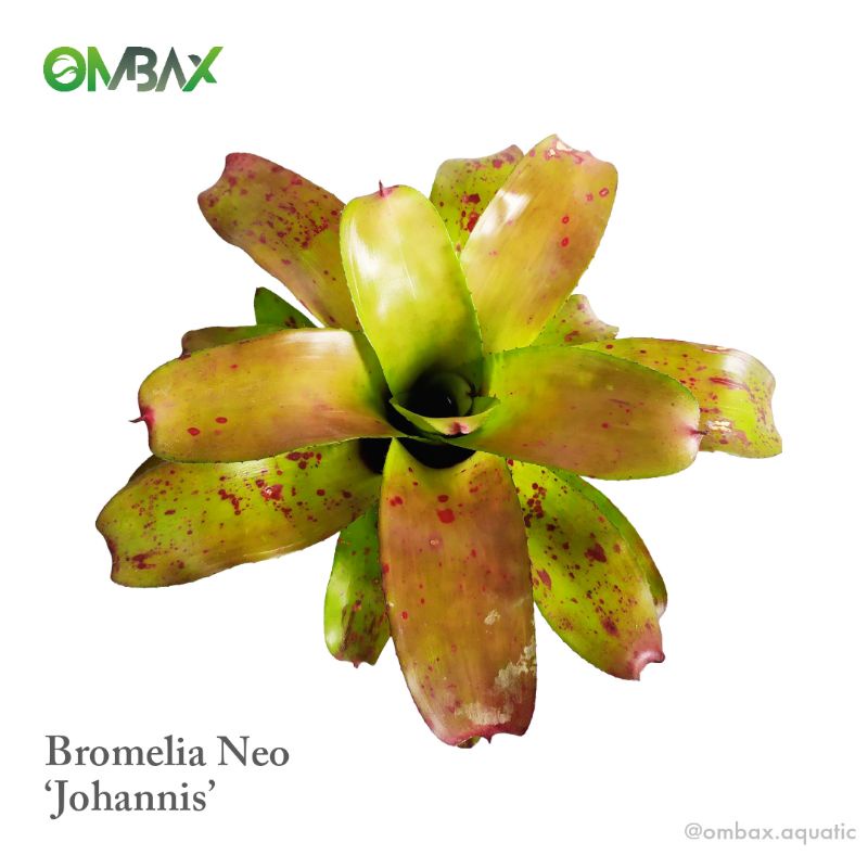 Jual Bromelia Neo ‘Johannis’ - Neoregelia / Hiasan Taman / Besar ...