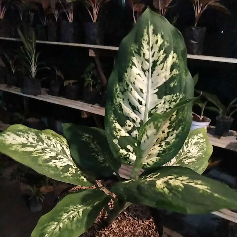 Jual Tanaman Hias Bunga Diven Garuda - Diven Blorok | Shopee Indonesia