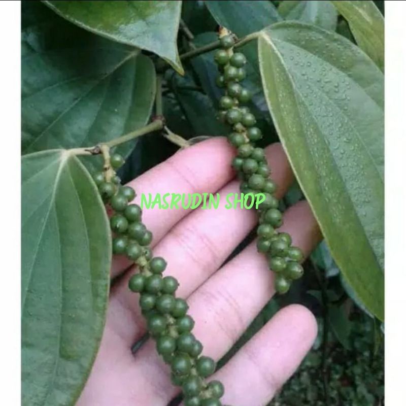 Jual LADA HIJAU BUAH LADA MENTAH SEGAR LANGSUNG PETIK / BUAH MERICA ...