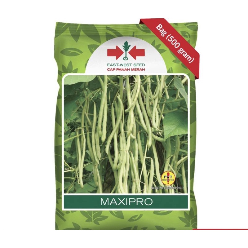 Jual Benih buncis MAXIPRO 500 gram buncis maxi pro dari panah merah ...