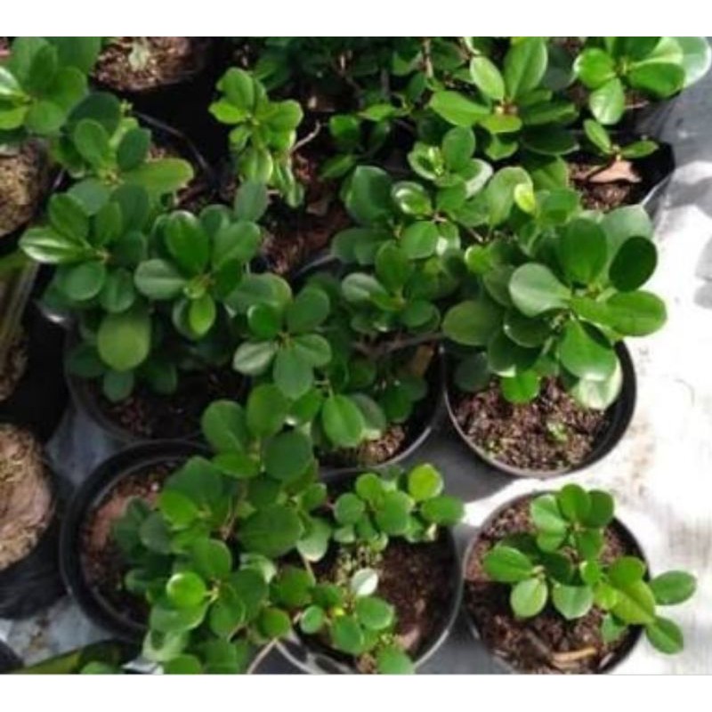 Jual bibit beringin dollar bonsai /tanaman /kebun/ taman/ rumah ...