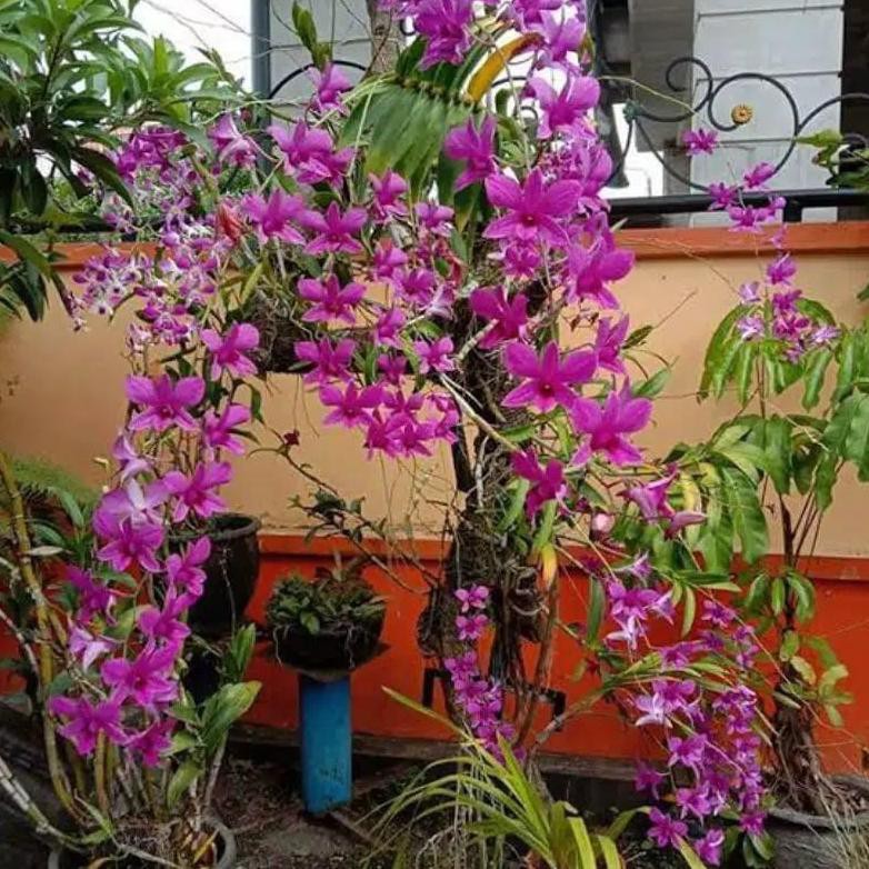 Jual Anggrek Dendrobium Bantimurung rawatan / rumahan (KODE 9909 ...