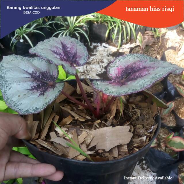 Jual Bunga Hidup Tanaman Hias Indoor Begonia Pelangi Hiasan Taman dan ...