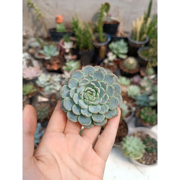 Jual Sukulen Blue Minima BABY | kaktus sukulen mini murah echinopsis ...