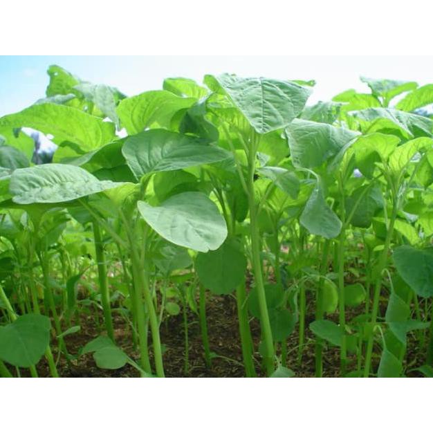 Jual Ini Benih Biji Sayur Bayam 10 Gram / Pack ( Ribuan Biji ) Segera ...