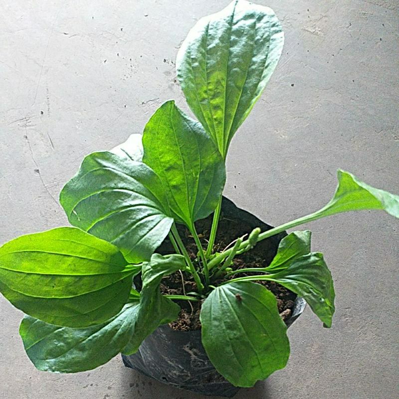 Jual KEBUN DZAKI - Tanaman Herbal Kiurat Daun Sendok | Shopee Indonesia