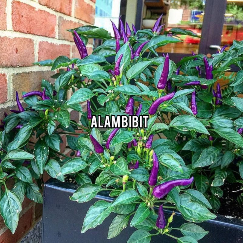 Jual BIBIT CABE UNGU SIAP TANAM (BELI 5 GRATIS 1) | Shopee Indonesia