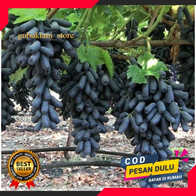 Jual Bibit Anggur Import Moondrop Sweet Saphire Grafting Atau Anggur ...
