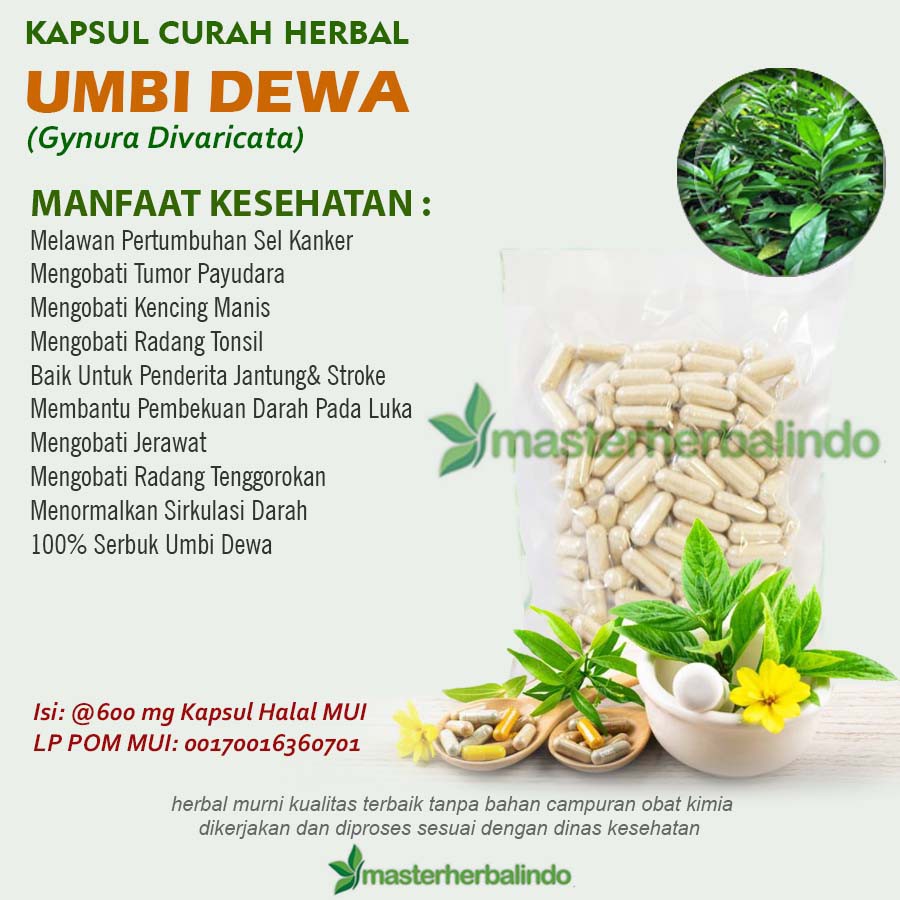 Jual UMBI DEWA 100 Kapsul Herbal Radang Tonsil Jerawat Penggumpalan ...