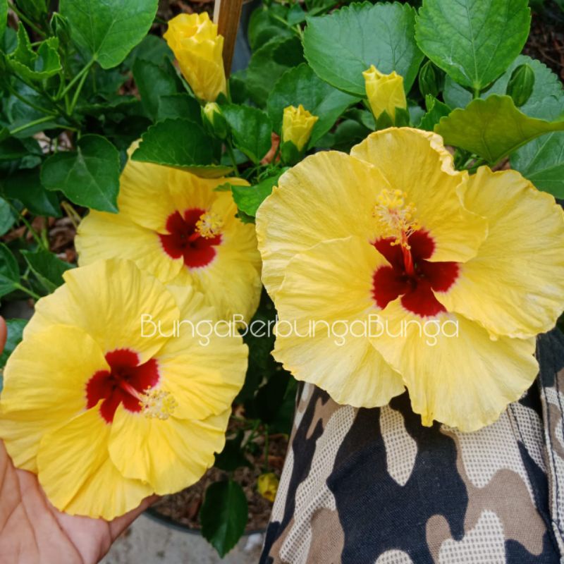 Jual bibit bunga sepatu hibiscus bangkok kuning Jumbo tengah merah ...