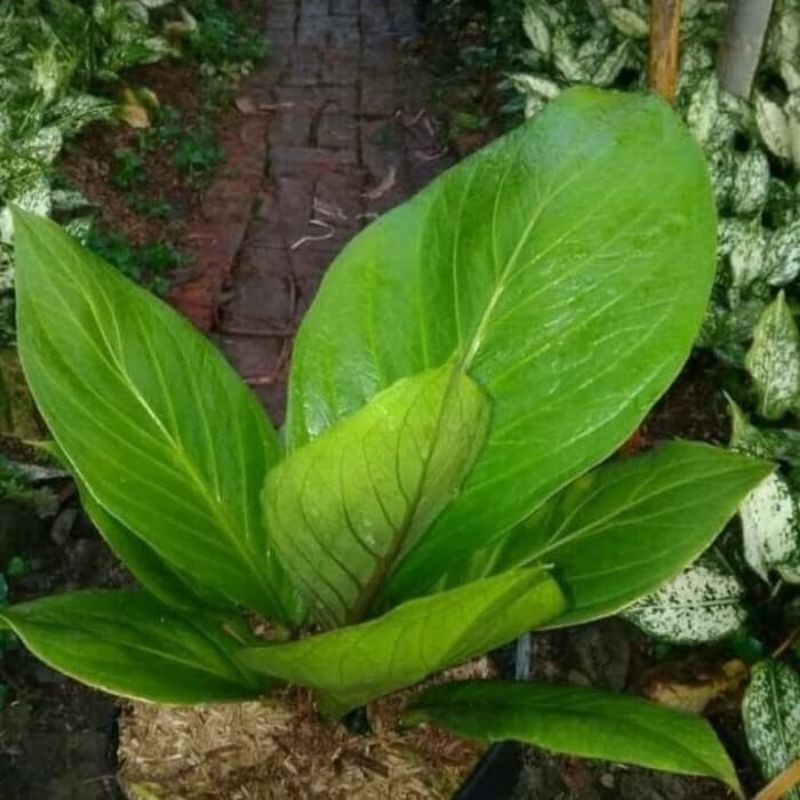 Jual tanaman hias antorium jermani cobra | Shopee Indonesia