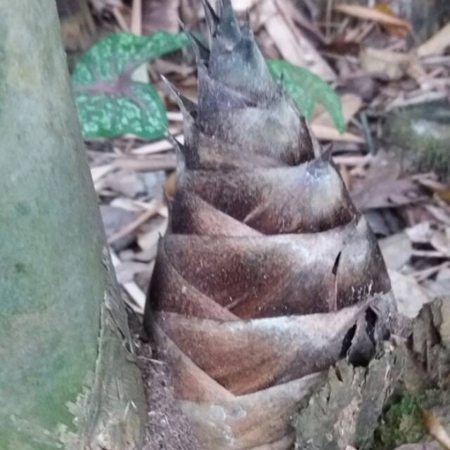 Jual Rebung/bambu muda segar dan tanpa pestisida 1kg | Shopee Indonesia